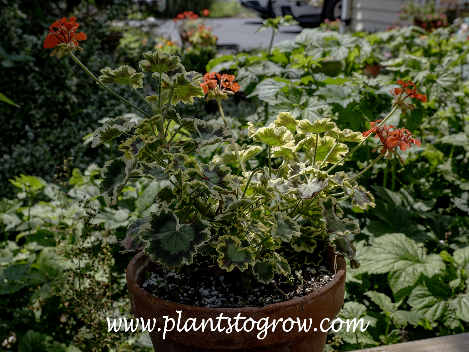 'Mrs Pollock's Geranium (Pelargonium) | Plants To Grow Plants Database ...