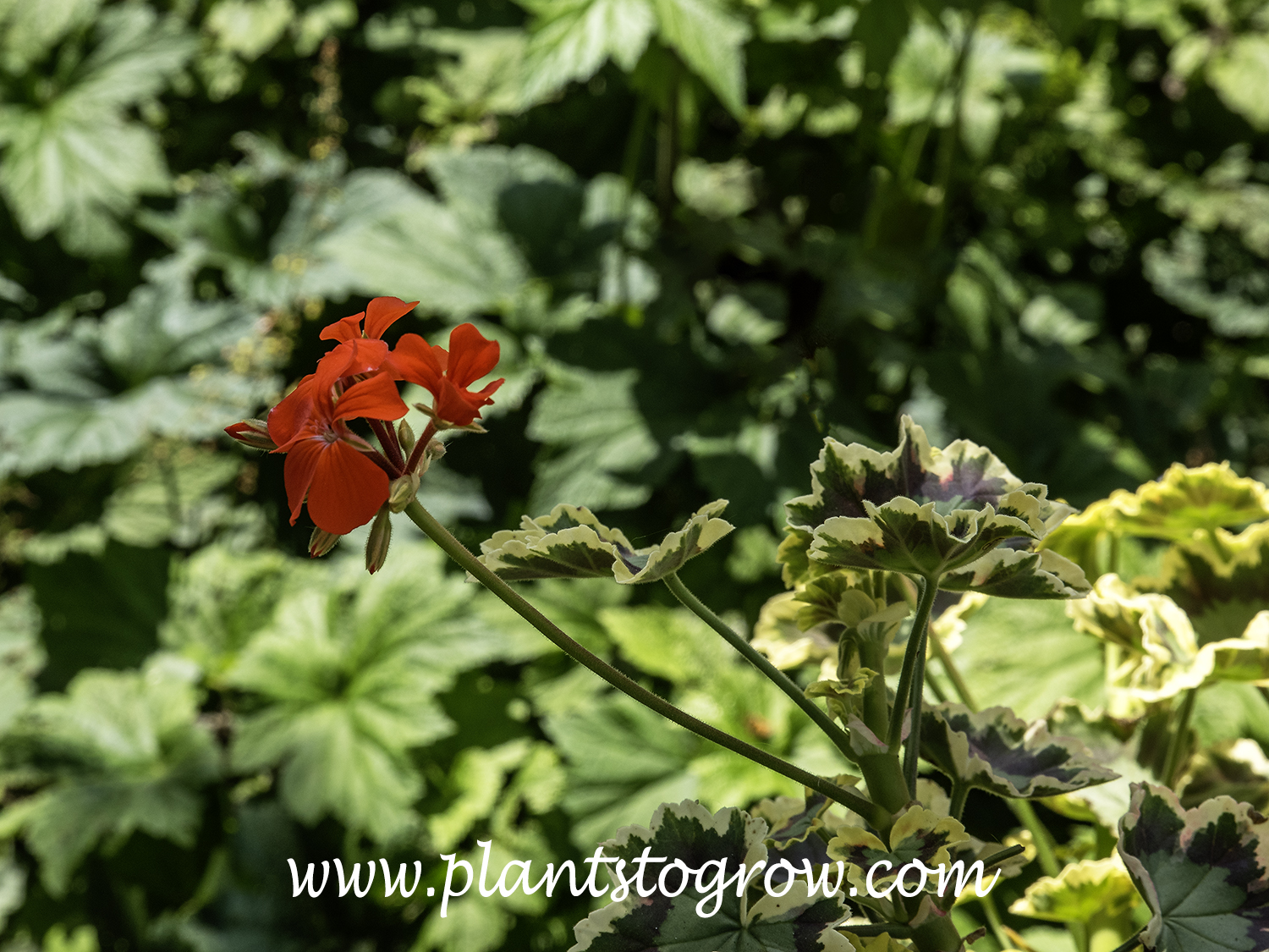 'Mrs Pollock's Geranium (Pelargonium) | Plants To Grow Plants Database ...