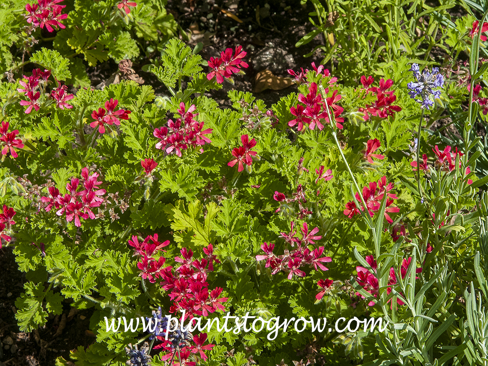 Concolor Lace Scented Geranium (Pelargonium) | Plants To Grow Plants ...