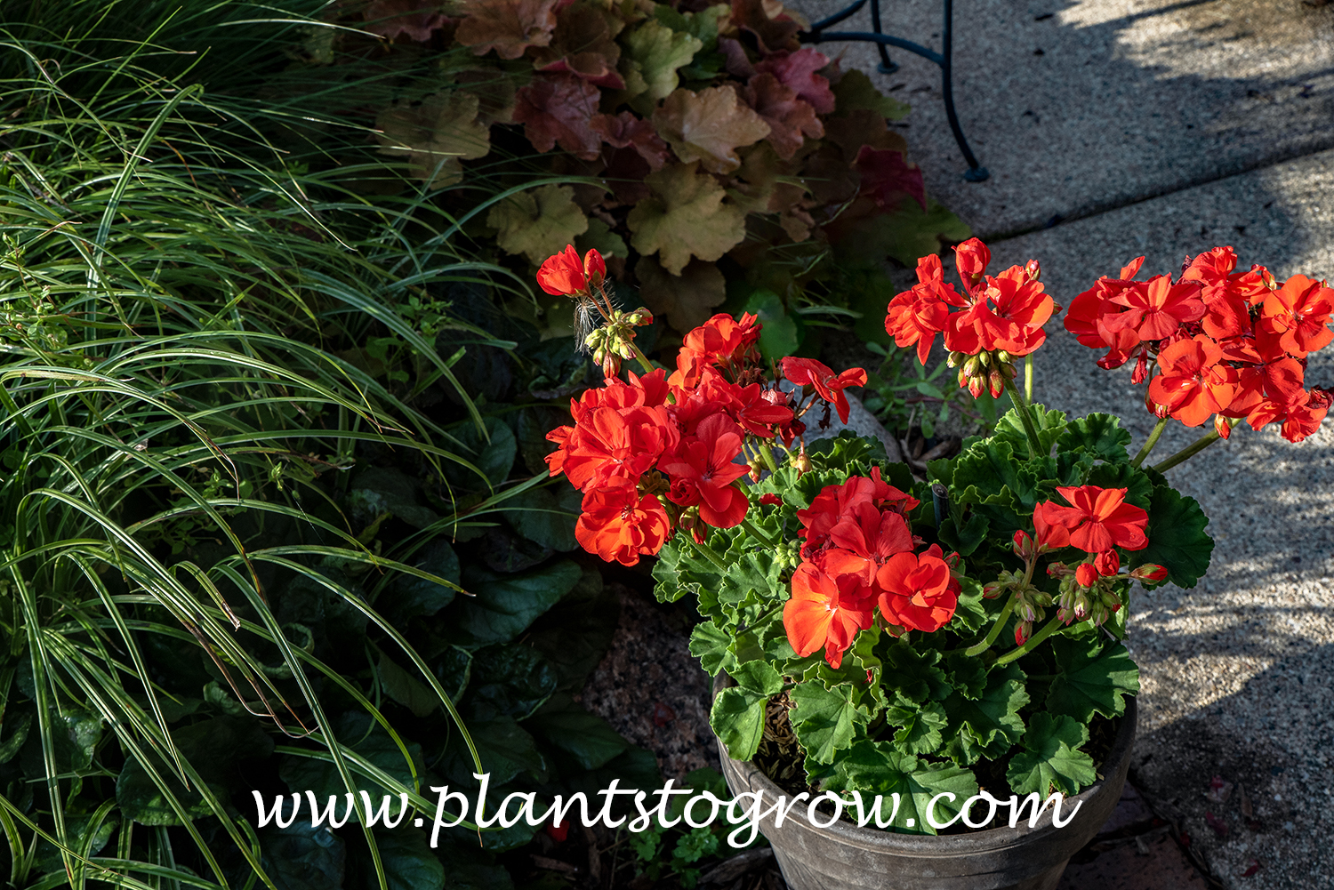 Tango Orange Geranium (Pelargonium zonal) | Plants To Grow Plants ...