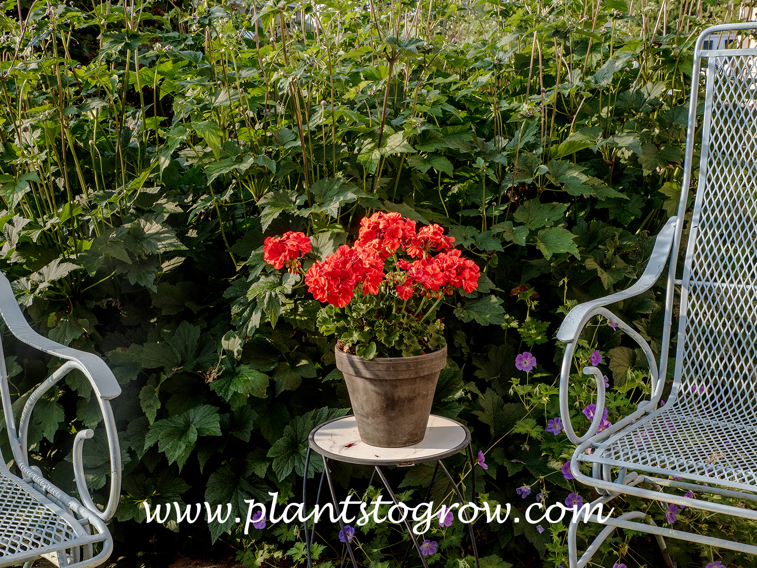 Tango Orange Geranium (Pelargonium zonal) | Plants To Grow Plants ...