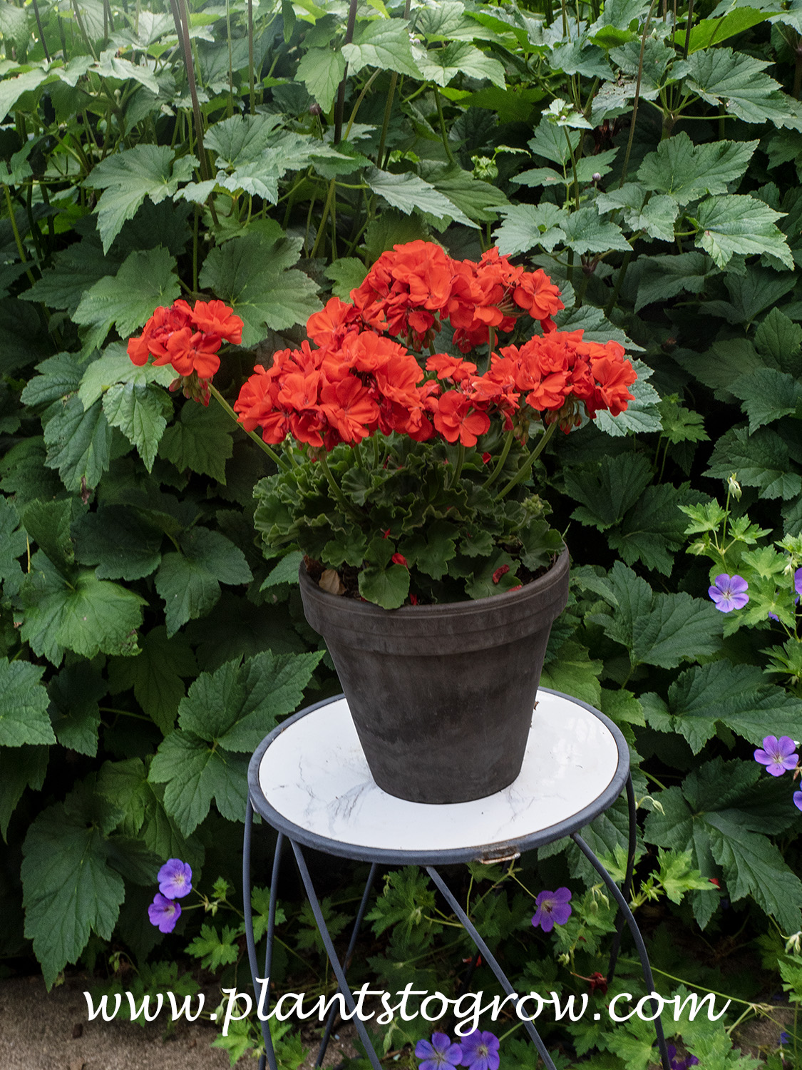 Tango Orange Geranium (Pelargonium zonal) | Plants To Grow Plants ...