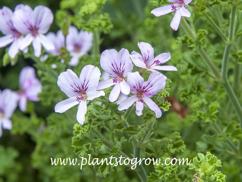 Lemon Scented Geranium (Pelargonium crispum) | Plants To Grow Plants ...