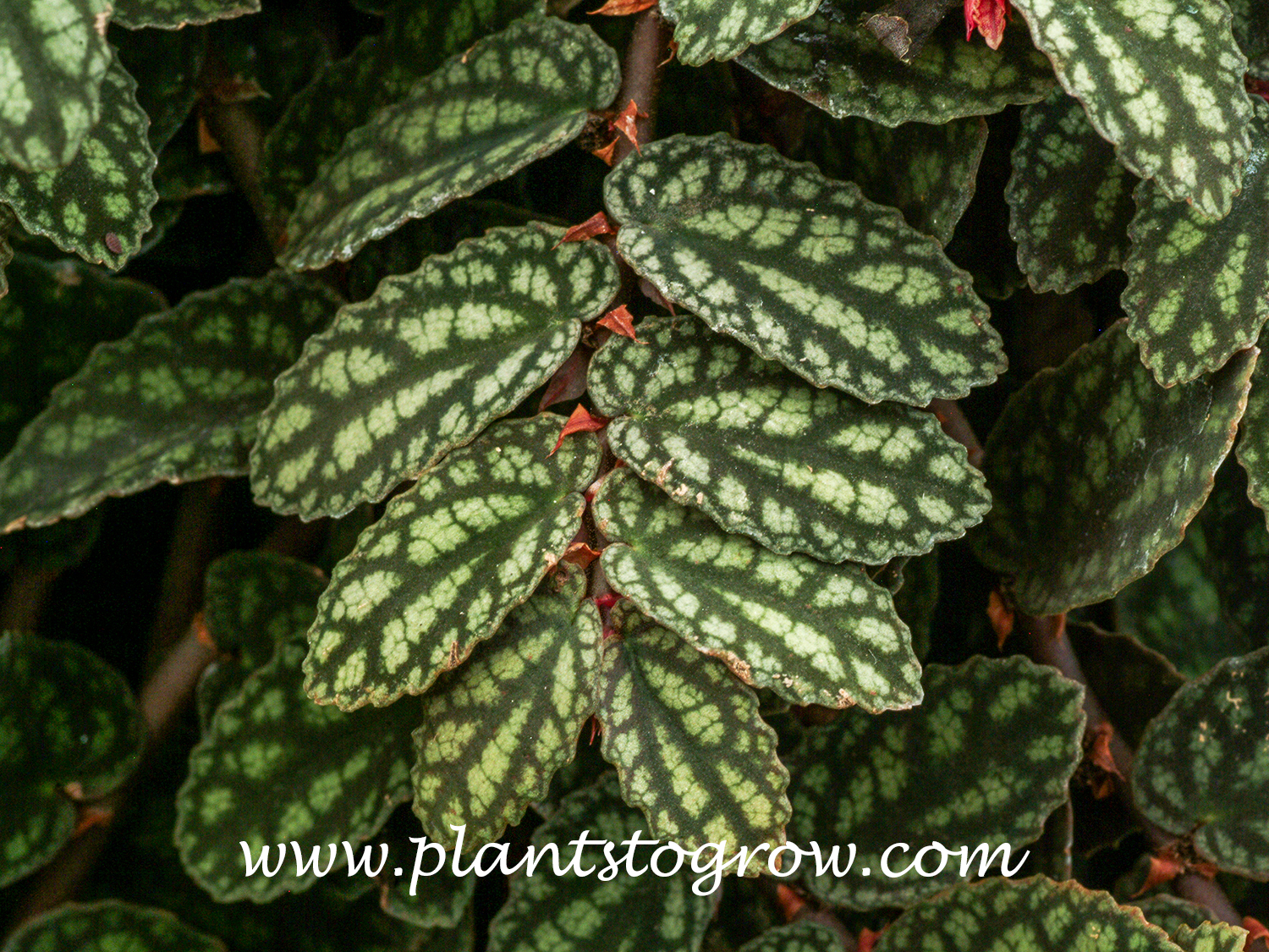 Satin Pellionia (Pellionia pulchra) | Plants To Grow Plants Database by ...