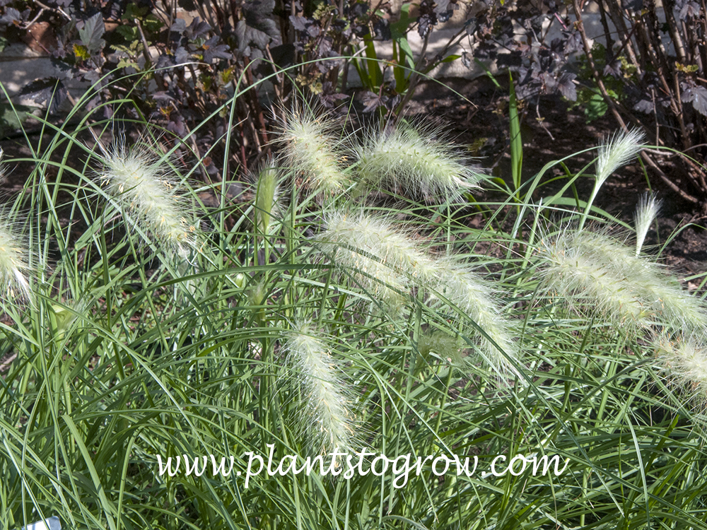 Feathertop Grass (Pennisetum villosum) | Plants To Grow Plants Database ...