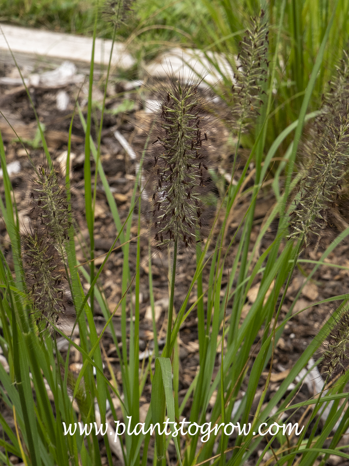 'Ginger Love' Pennisetum (Pennisetum alopecuroides) | Plants To Grow ...