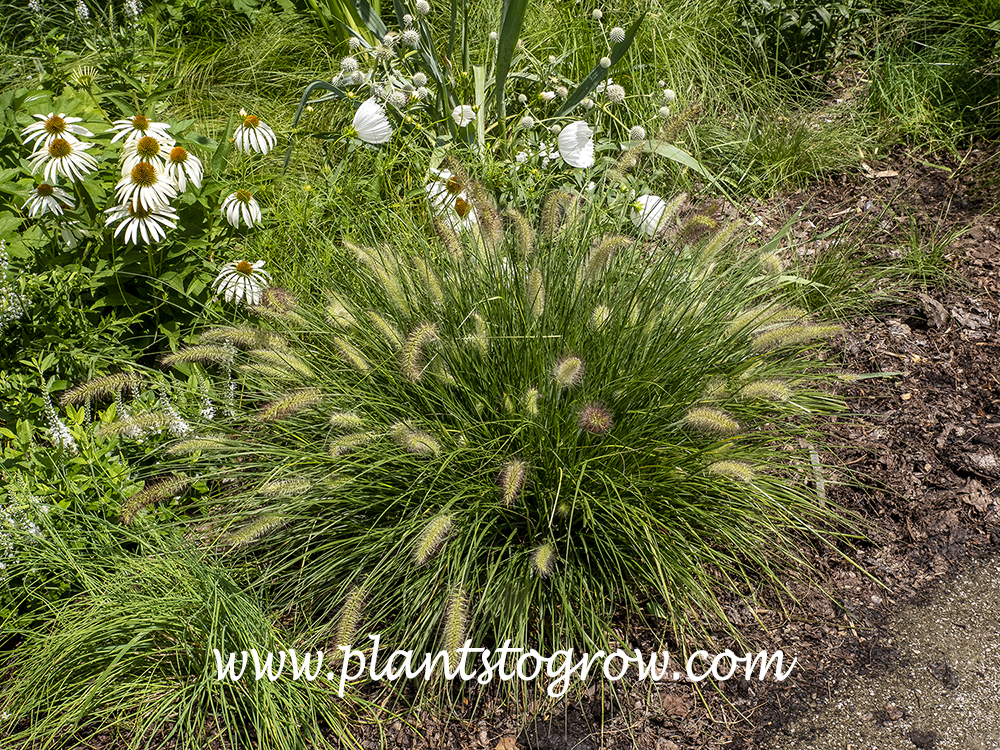 Piglet Pennisetum (Pennisetum alopecuroides) | Plants To Grow Plants ...