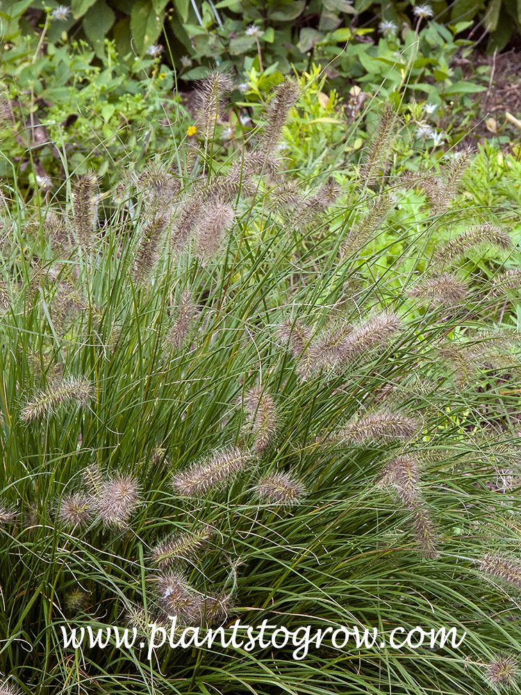 Piglet Pennisetum (Pennisetum alopecuroides) | Plants To Grow Plants ...