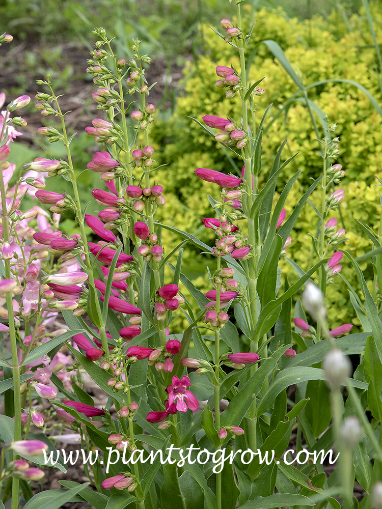 Rocky Candy Penstemon | Plants To Grow Plants Database by Paul S. Drobot