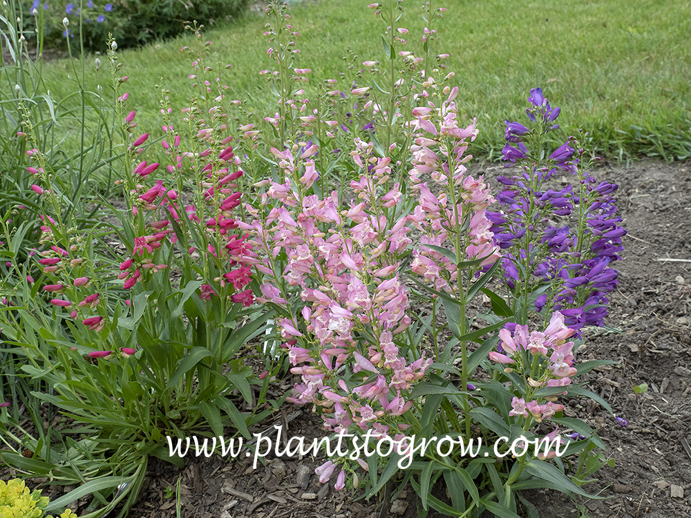 Rocky Candy Penstemon | Plants To Grow Plants Database by Paul S. Drobot