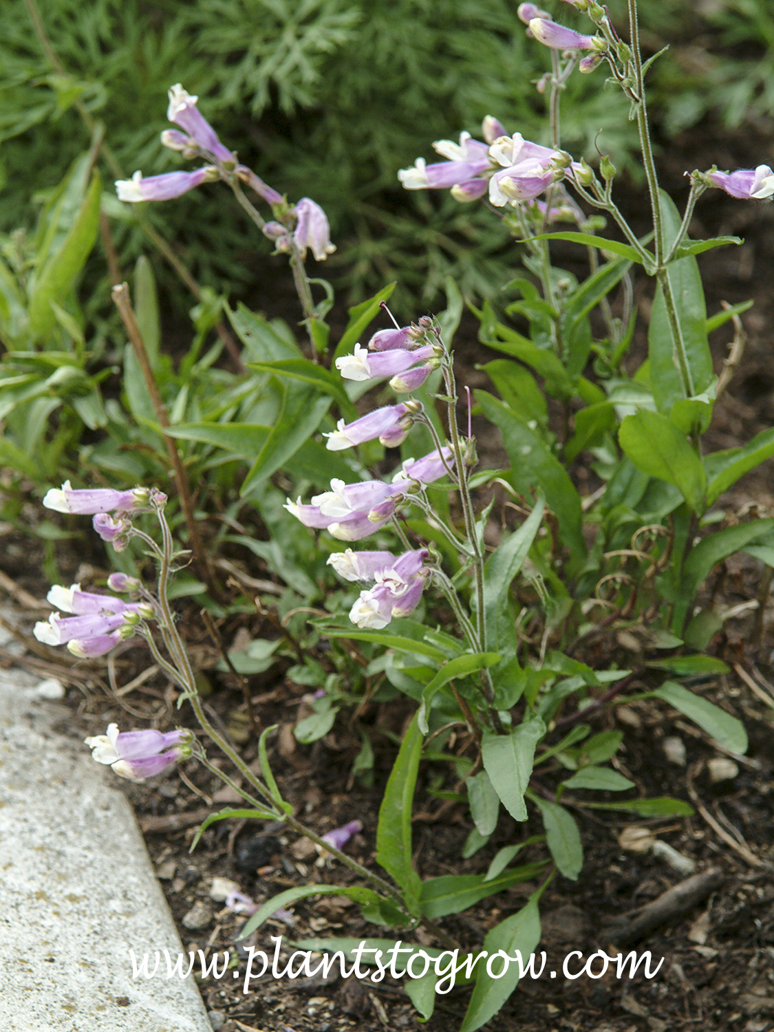 Prairie Beardtongue (Penstemon cobaea) | Plants To Grow Plants Database ...