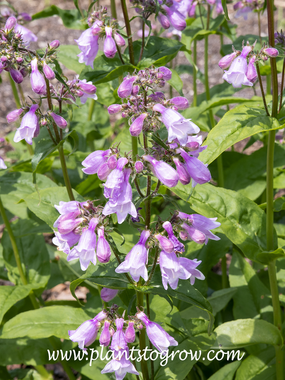 Pink Dawn Penstemon (Penstemon digitalis) | Plants To Grow Plants ...