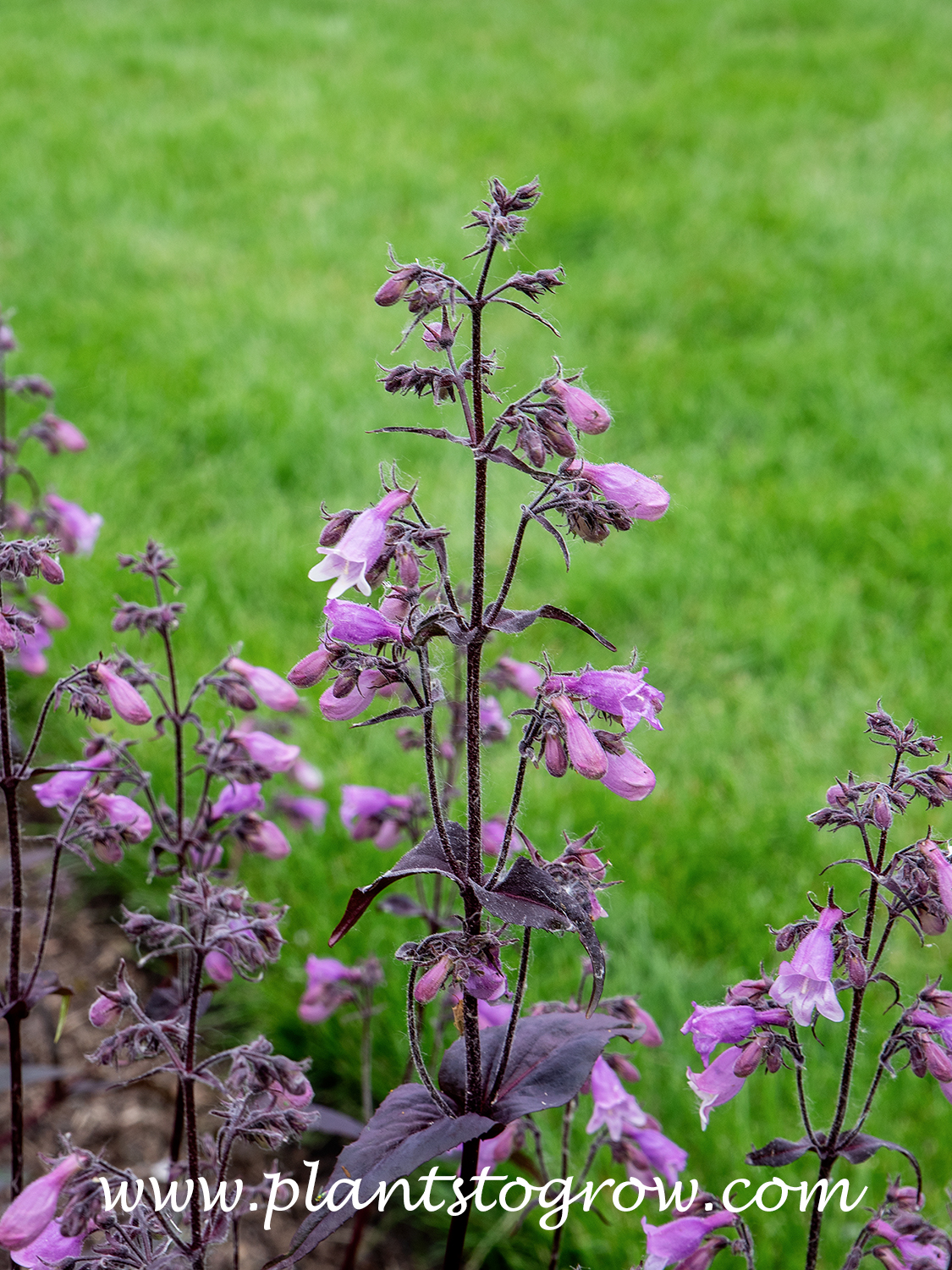 Penstemon ‘Pocahontas’ (Penstemon digitalis) | Plants To Grow Plants ...