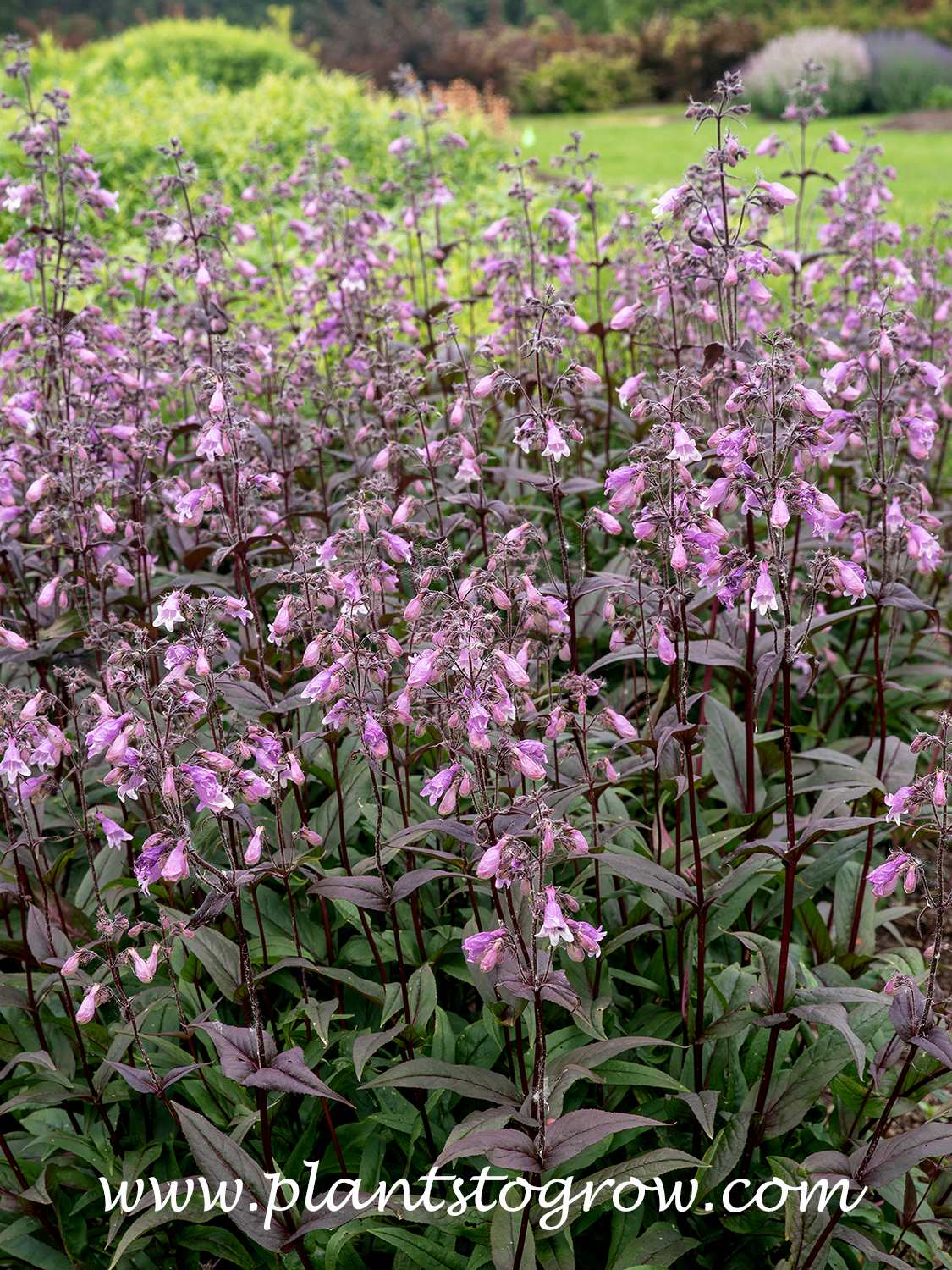 Penstemon ‘Pocahontas’ (Penstemon digitalis) | Plants To Grow Plants ...