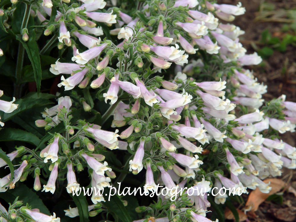 Dwarf Hairy Beardtongue (Penstemon hirsutus Pygmaeus) | Plants To Grow ...