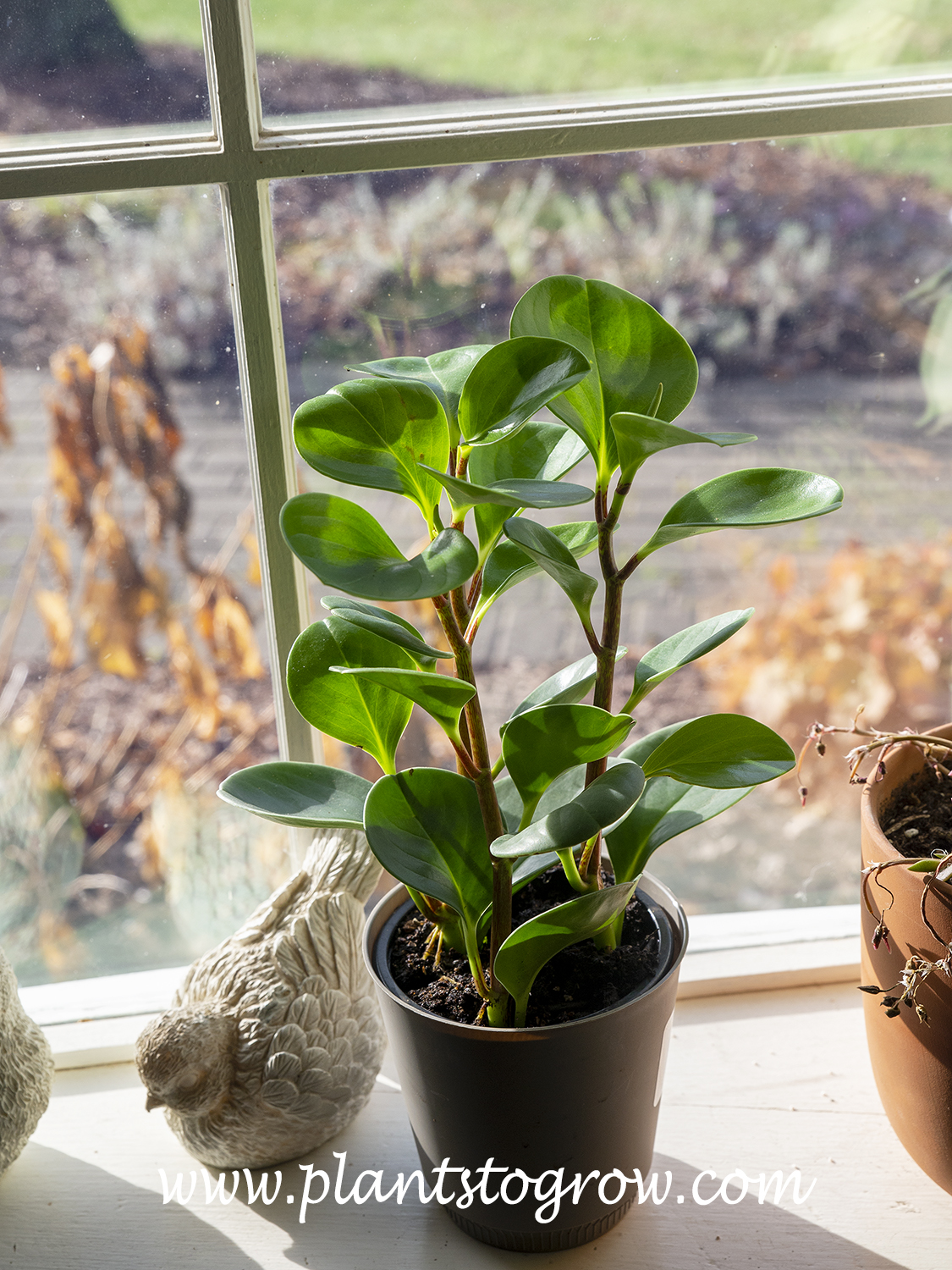 Baby Rubber Plant (Peperomia obtusifolia) | Plants To Grow Plants ...