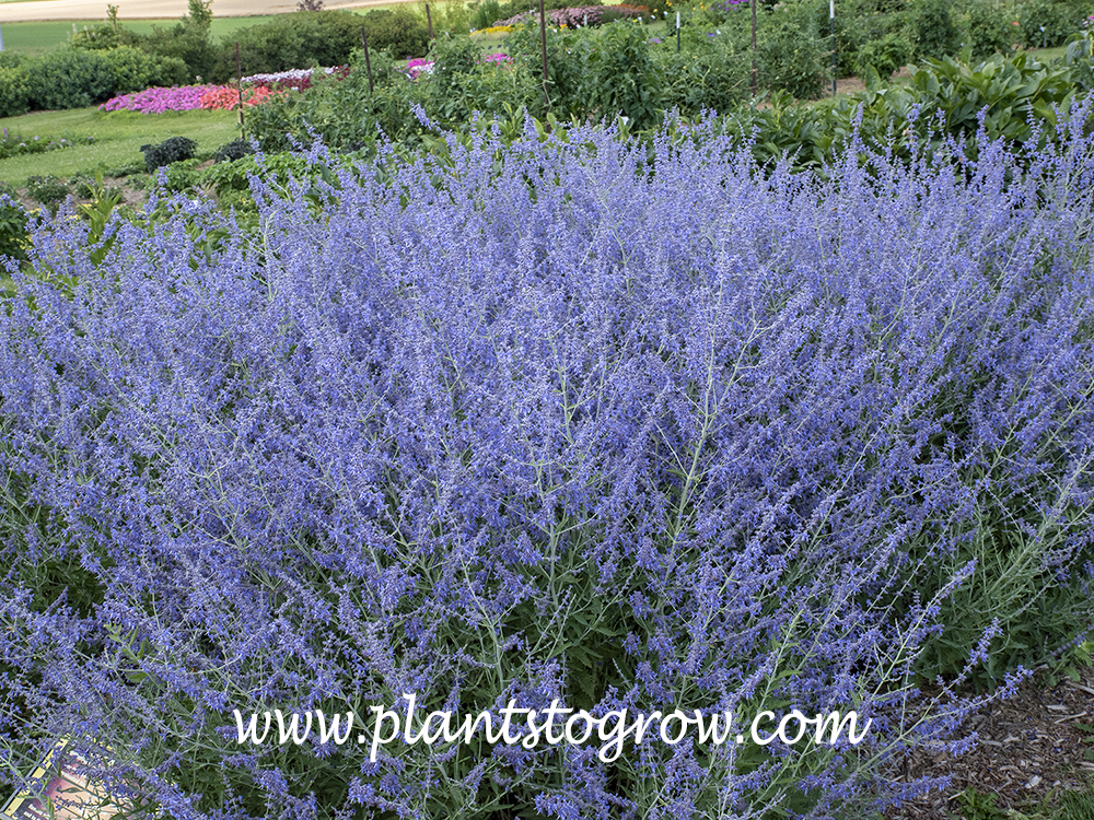 Crazy Blue Russian Sage (Perovskia atriplicifolia) | Plants To Grow ...