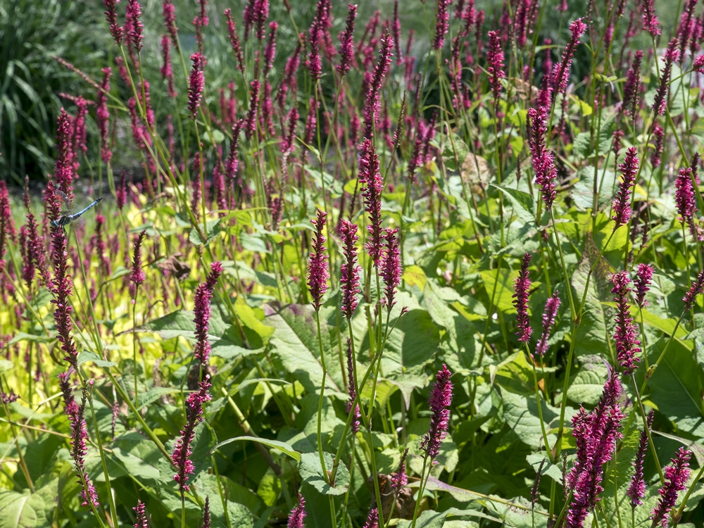 Fire Tail Mountain Fleece Flower (Persicaria amplexicaulis) | Plants To ...