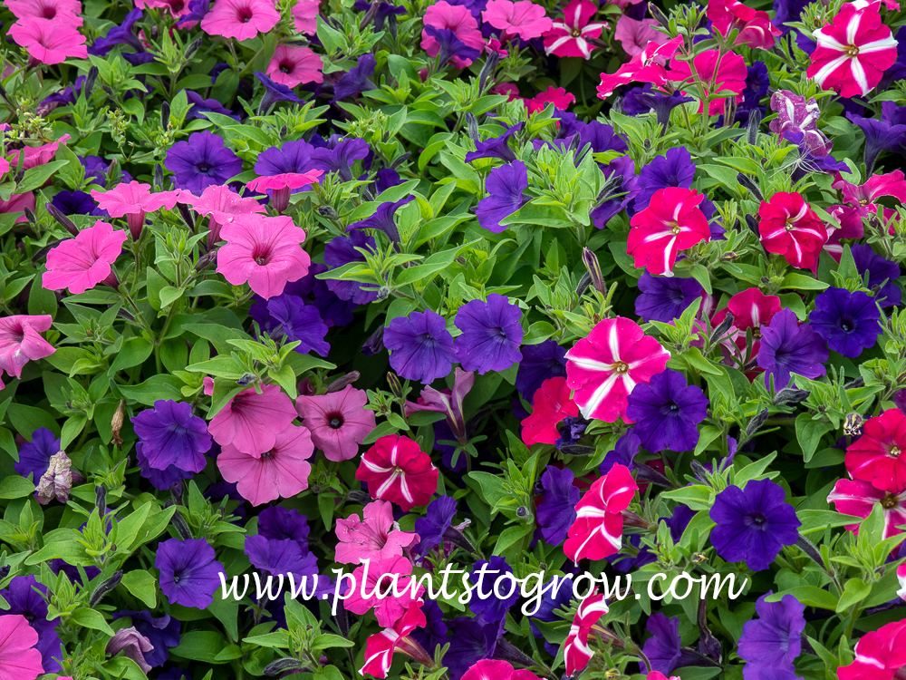 ColorRush Petunia | Plants To Grow Plants Database by Paul S. Drobot