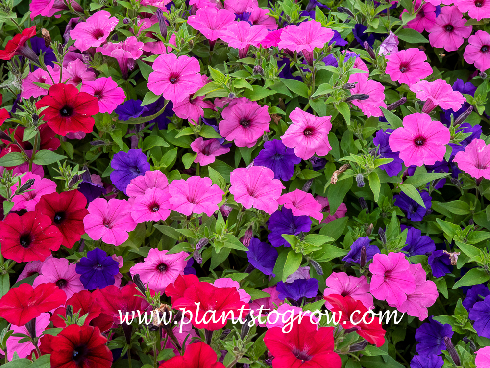 ColorRush Petunia | Plants To Grow Plants Database by Paul S. Drobot