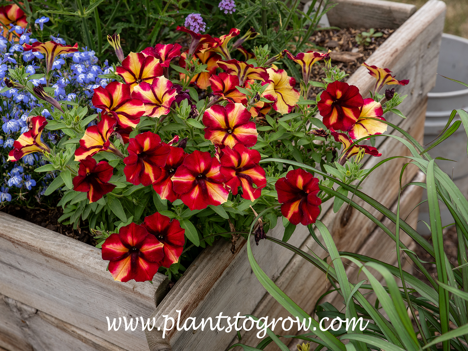 Crazytunia Tiki Torch Petunia | Plants To Grow Plants Database by Paul ...