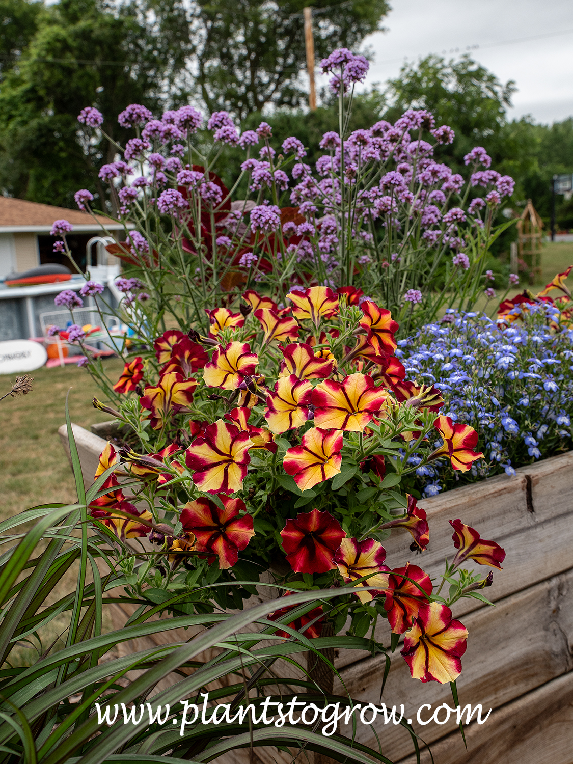 Crazytunia Tiki Torch Petunia | Plants To Grow Plants Database by Paul ...