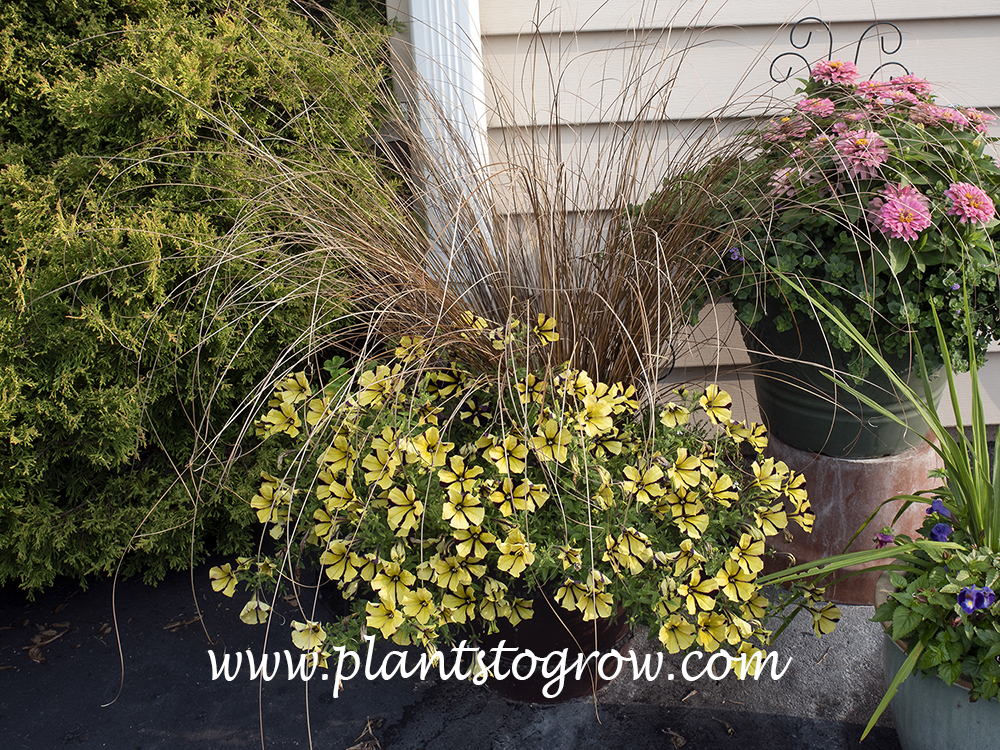 Sunflower Ray Petunia | Plants To Grow Plants Database by Paul S. Drobot