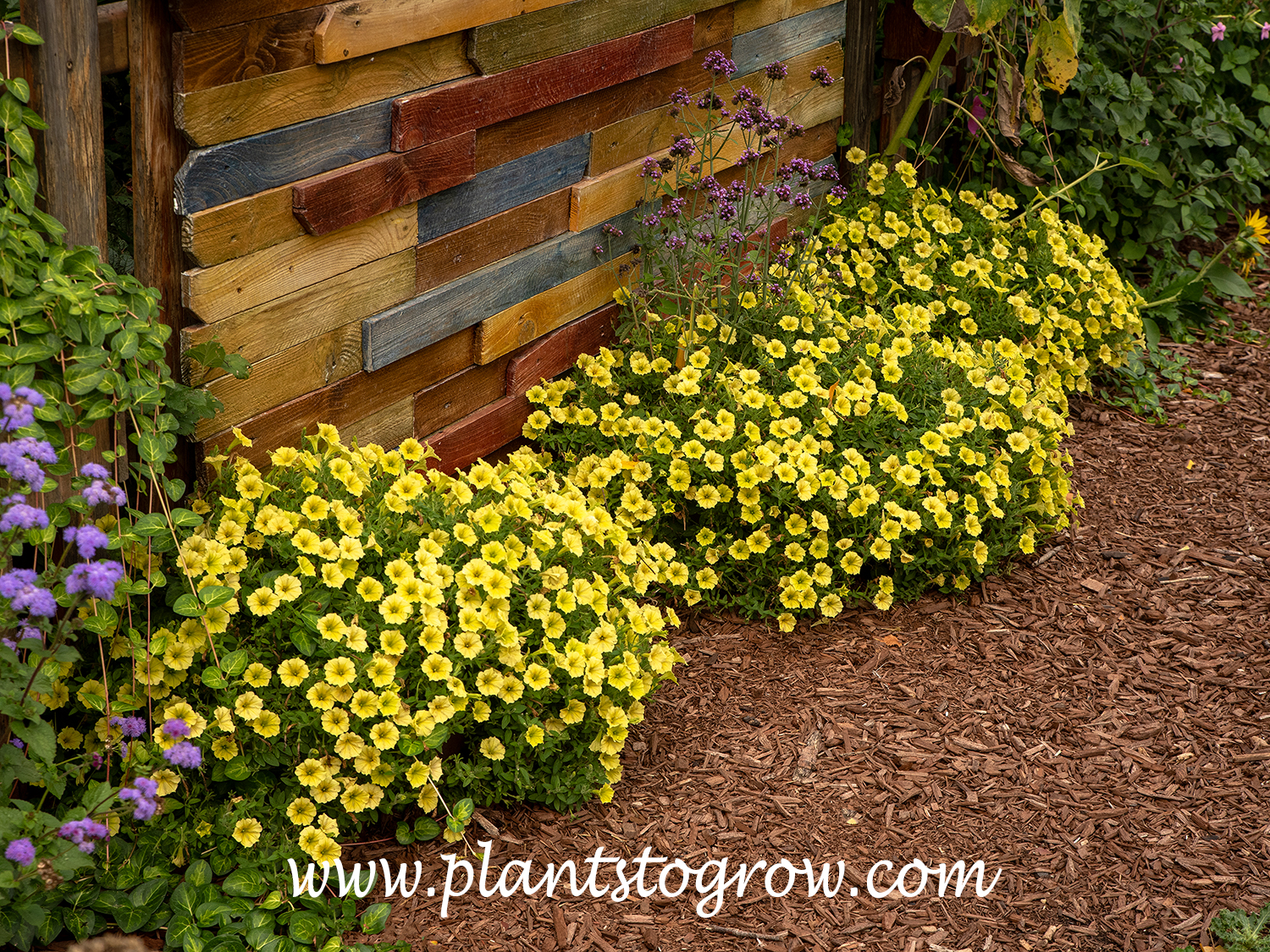 Petunia Supertunia Mini Vista Yellow | Plants To Grow Plants Database ...