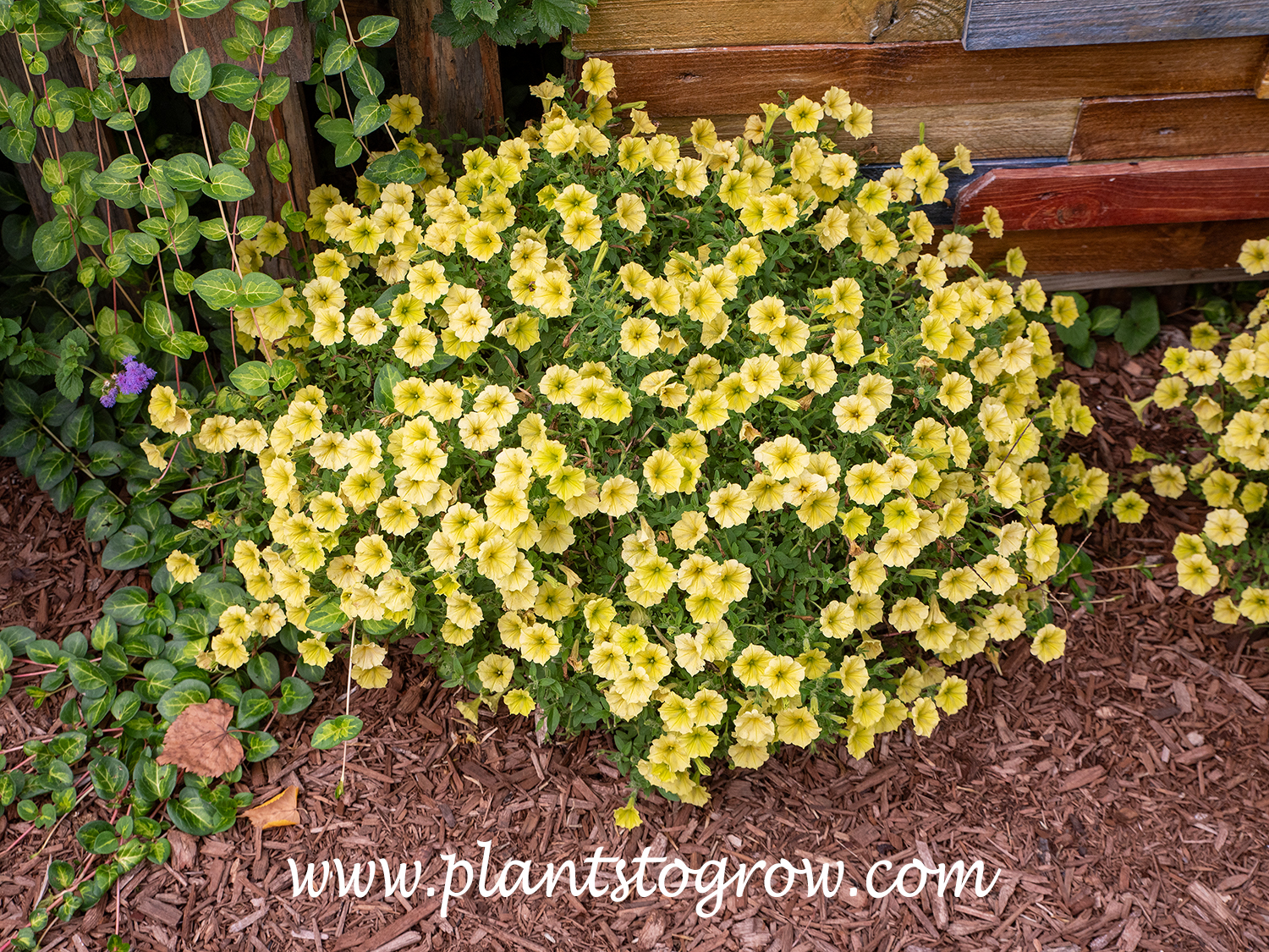 Petunia Supertunia Mini Vista Yellow | Plants To Grow Plants Database ...