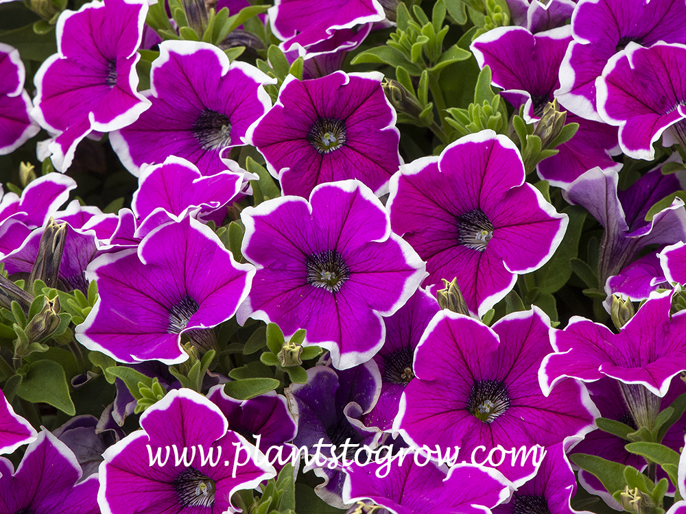 Petunia 'Surprise Magenta Halo' has white-rimmed, hot magenta blooms on ...