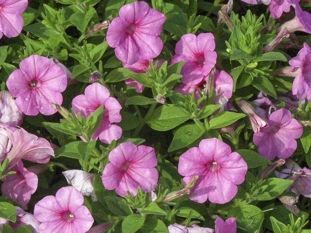 Easy Wave Petunia | Plants To Grow Plants Database by Paul S. Drobot