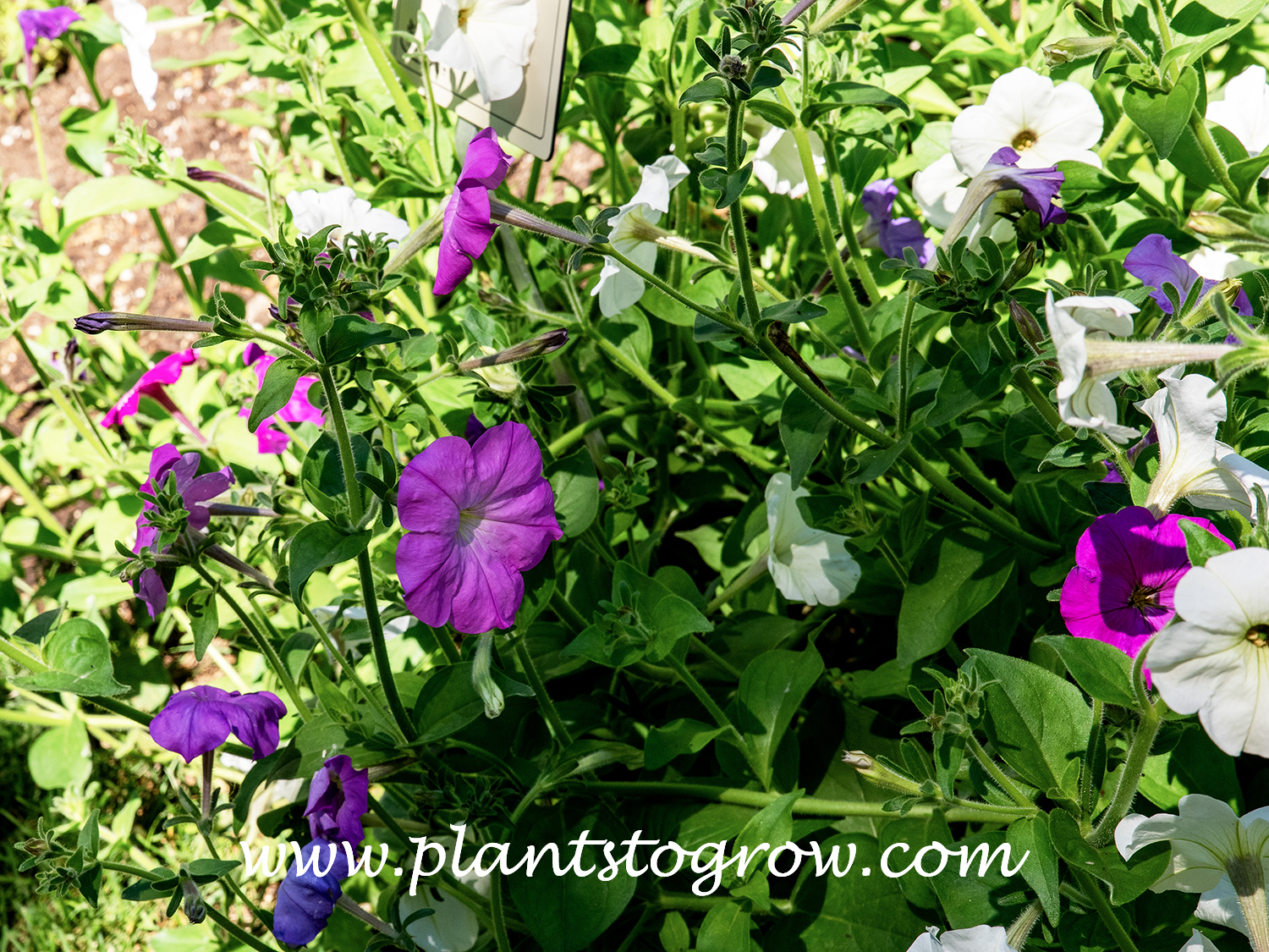 Petunia multiflora | Plants To Grow Plants Database by Paul S. Drobot