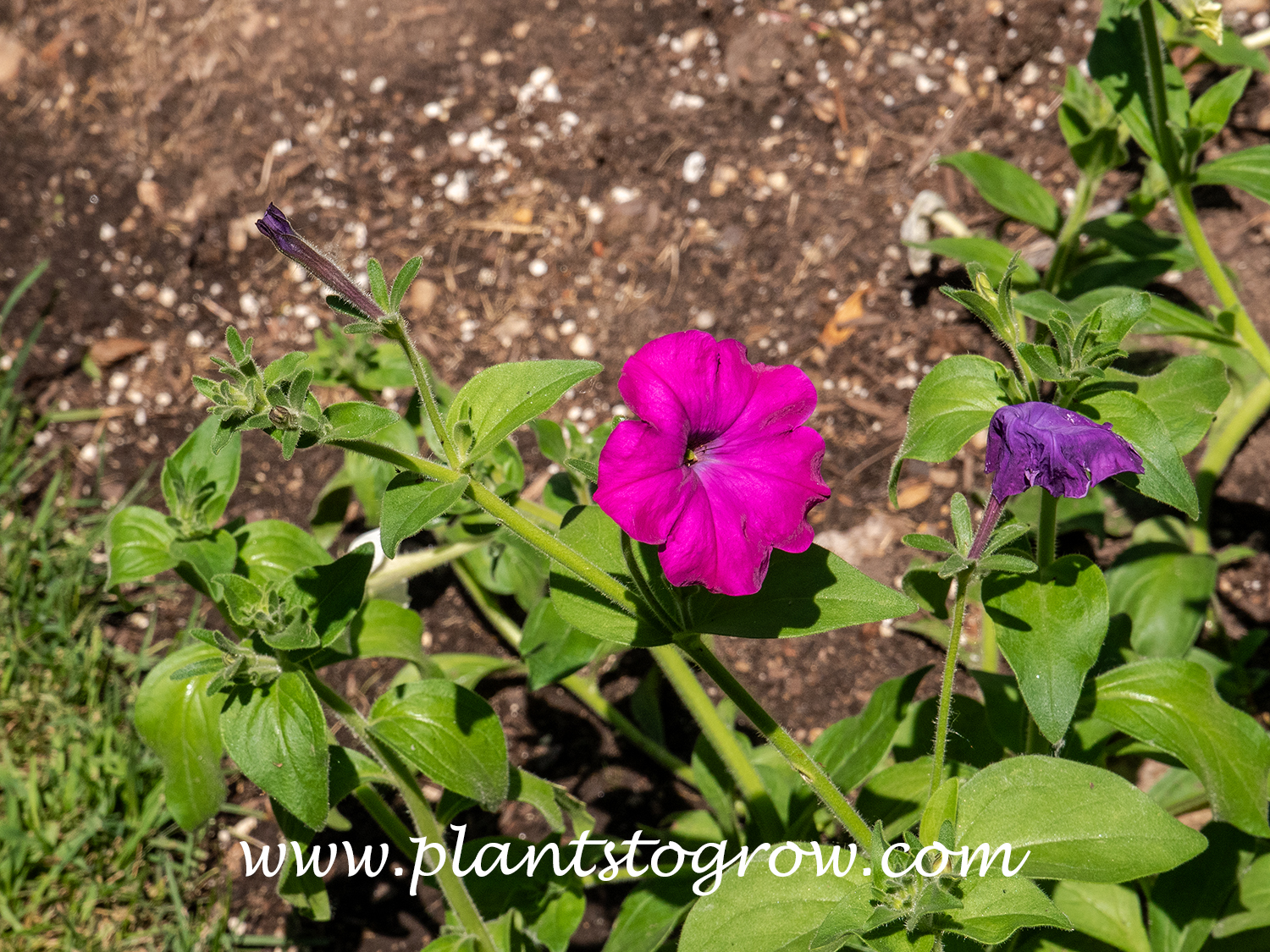 Petunia multiflora | Plants To Grow Plants Database by Paul S. Drobot
