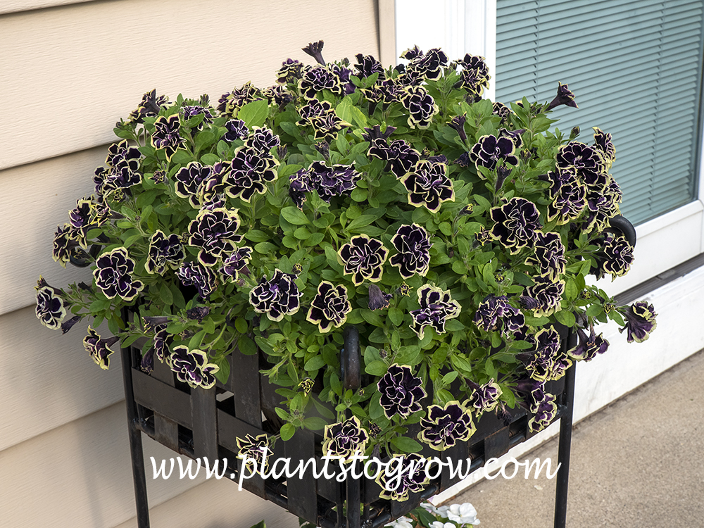 Midnight Gold Petunia | Plants To Grow Plants Database by Paul S. Drobot