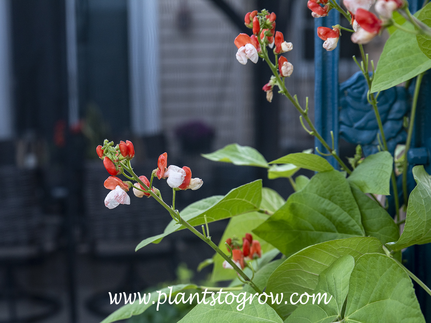 'Painted Lady' Runner Bean (Phaseolus coccineus) | Plants To Grow ...