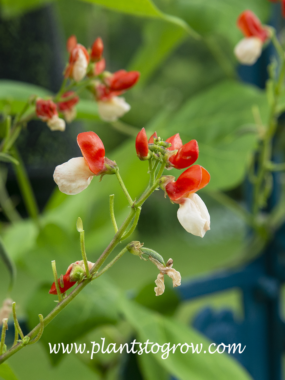 'Painted Lady' Runner Bean (Phaseolus coccineus) | Plants To Grow ...