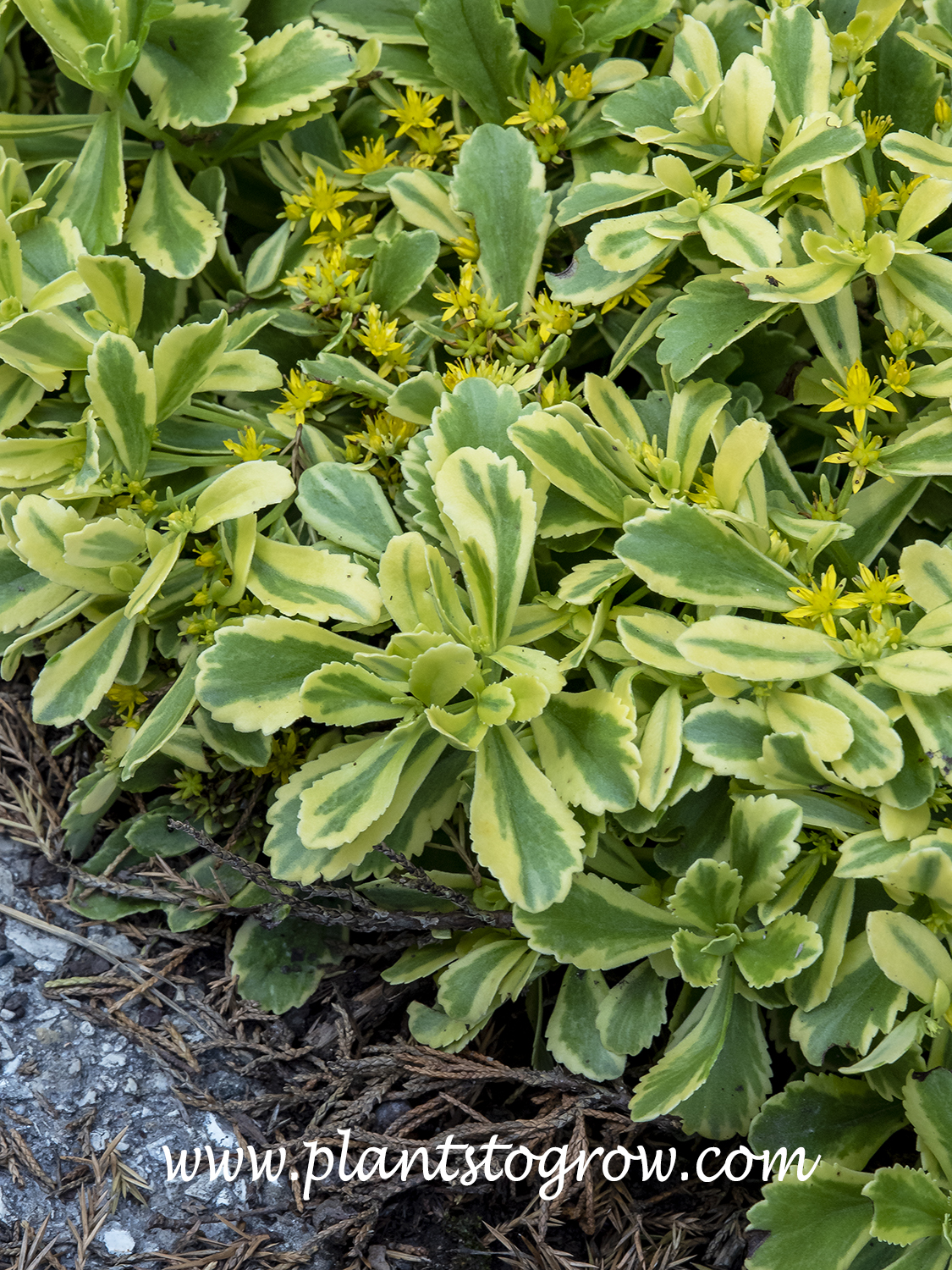 Cutting Edge Sedum (Phedimus ellacombeanus) | Plants To Grow Plants ...