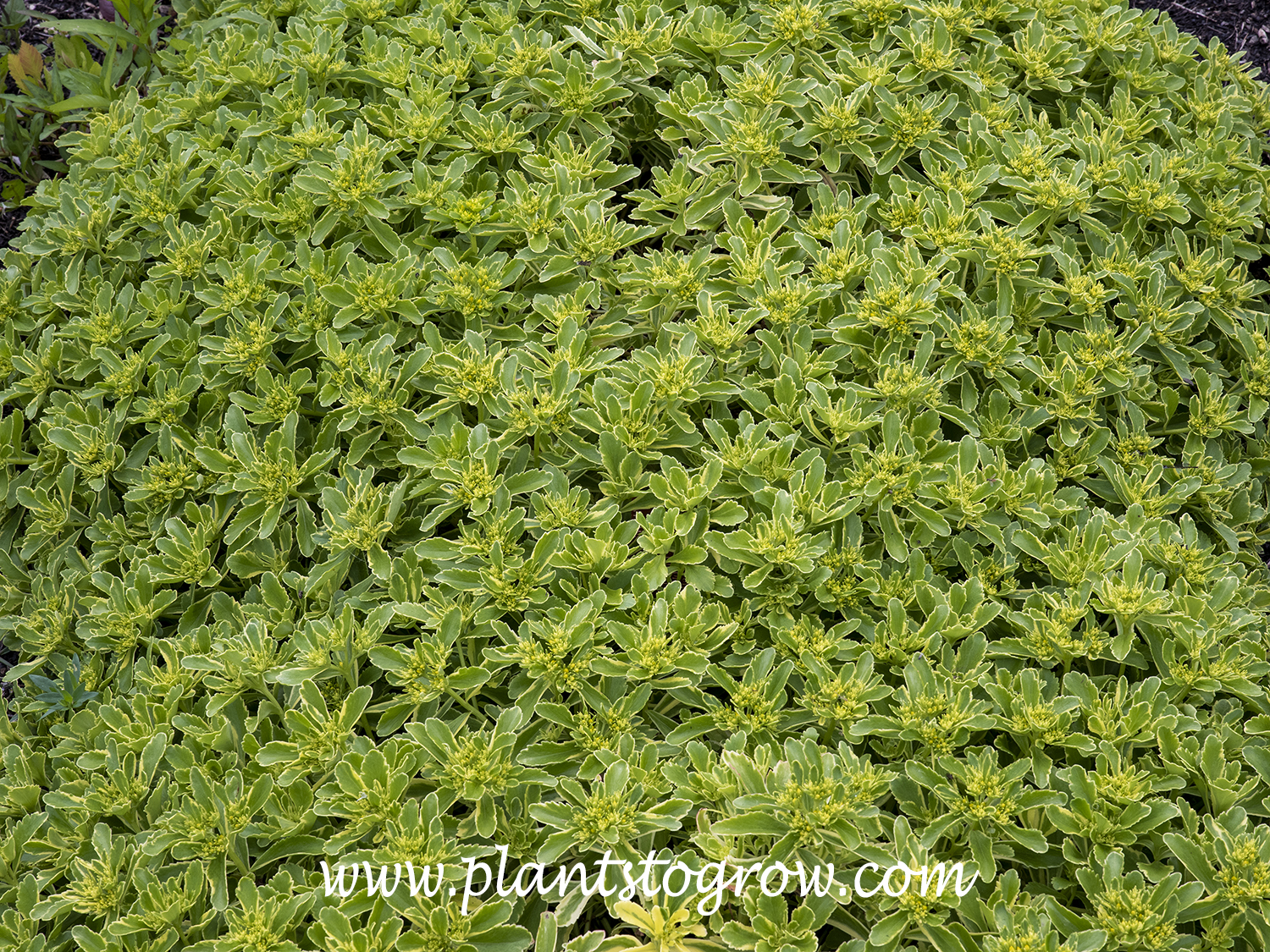 Cutting Edge Sedum (Phedimus ellacombeanus) | Plants To Grow Plants ...
