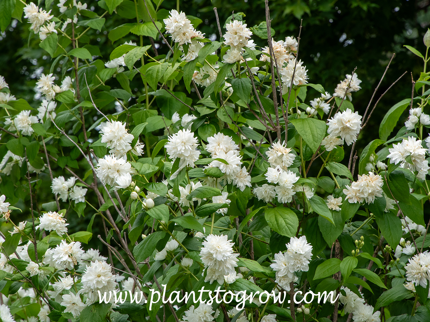 Minnesota Snowflake Mockorange (Philadelphus x virginalis) | Plants To ...