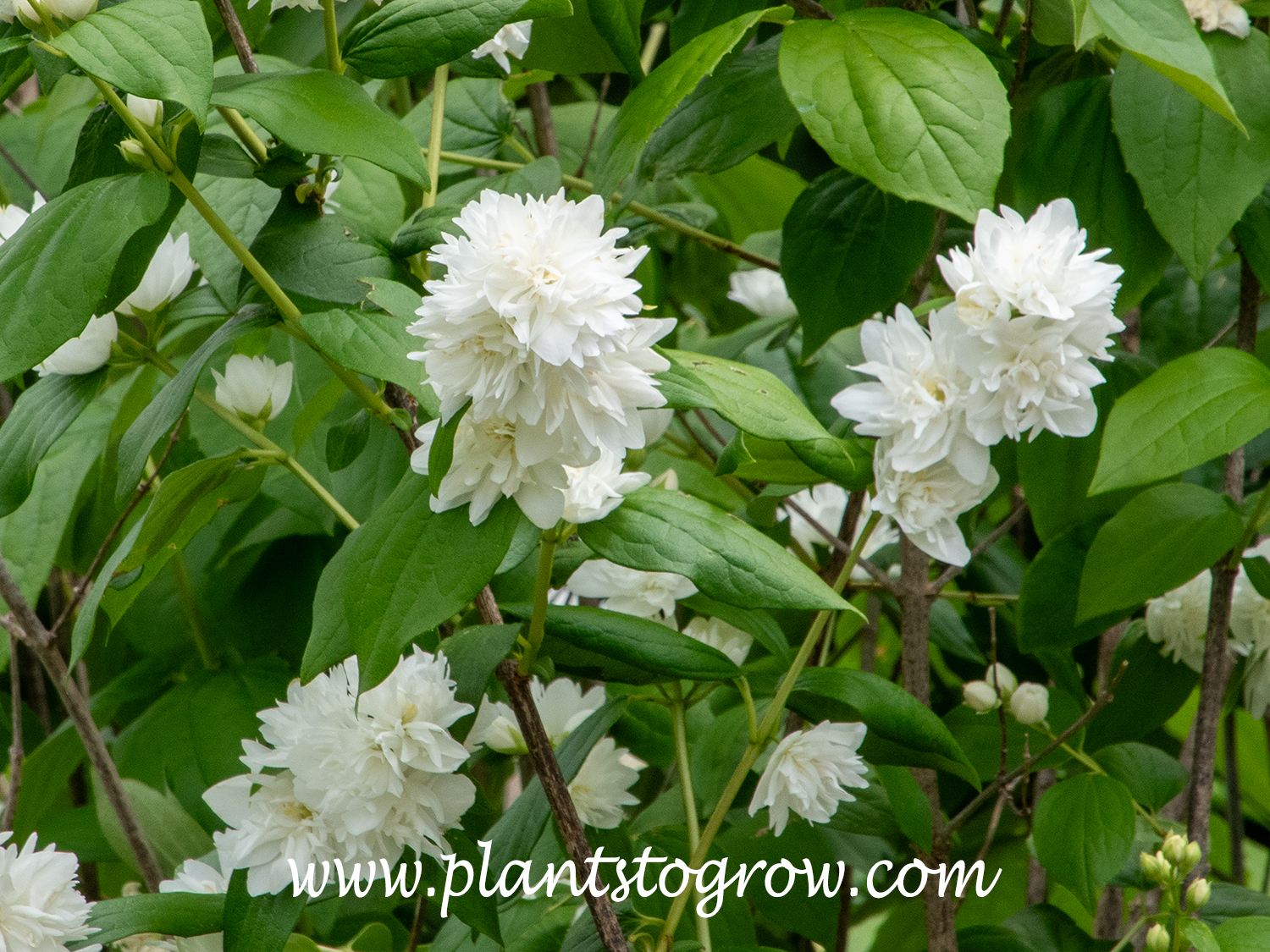 Minnesota Snowflake Mockorange (Philadelphus x virginalis) | Plants To ...