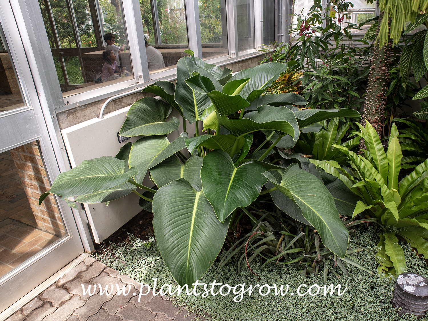 Philodendron Green Congo (Philodendron) | Plants To Grow Plants ...
