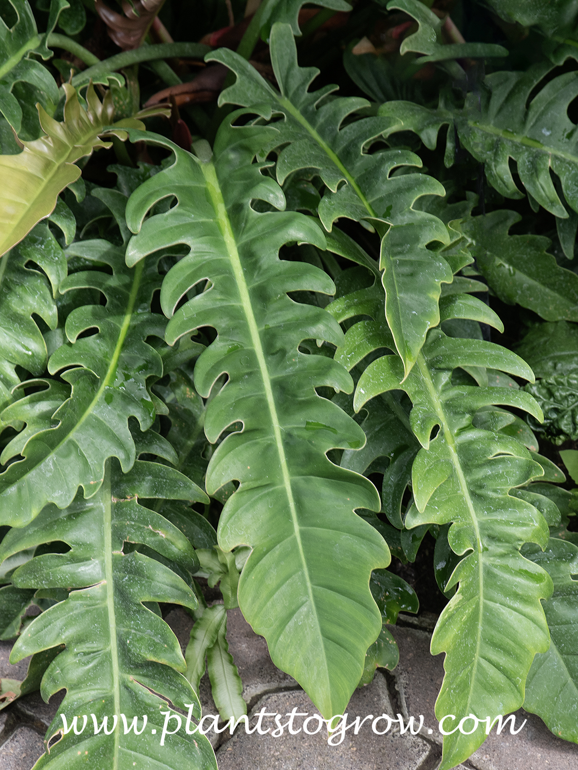 Tiger Tooth Philodendron (Philodendron x narrow) | Plants To Grow ...