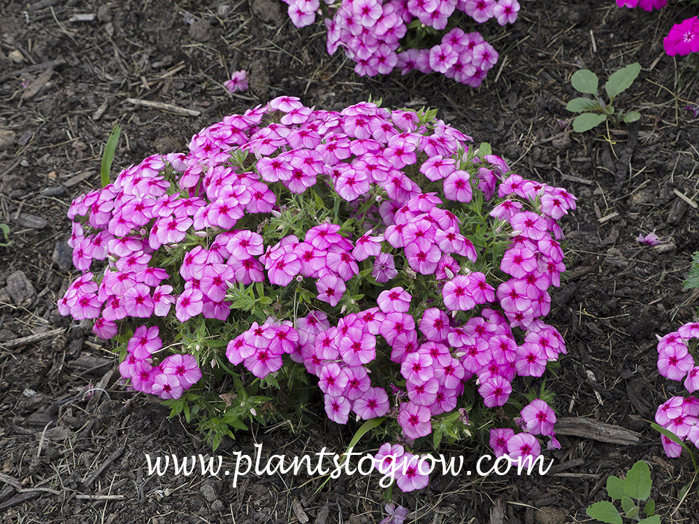 Gisele Phlox (Phlox drummondii) | Plants To Grow Plants Database by ...