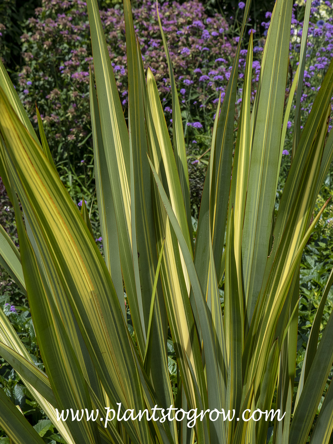 Lineatum New Zealand Flax (Phormium tenax Lineatum) | Plants To Grow ...
