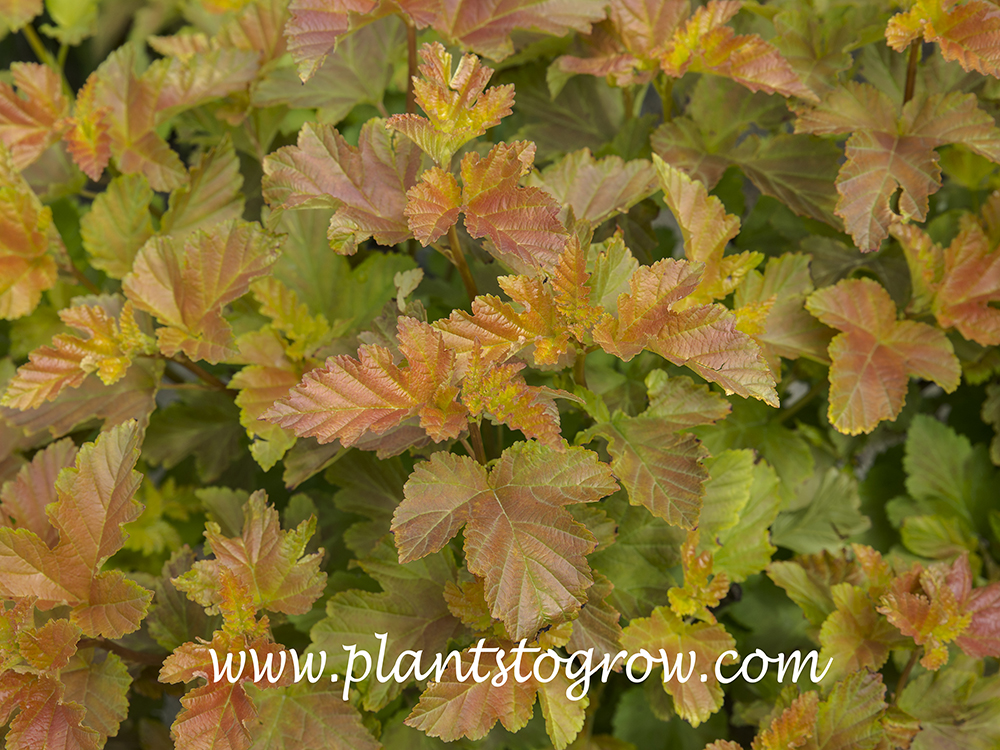 Amber Jubilee Ninebark (Physocarpus) | Plants To Grow Plants Database ...