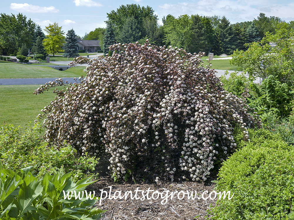 'Summer Wine' Ninebark (Physocarpus opulifolius) | Plants To Grow ...
