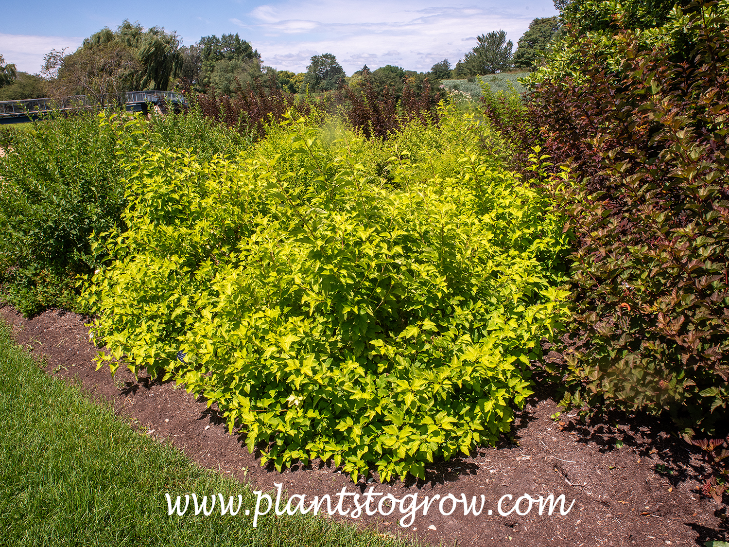 Darts Gold Ninebark (Physocarpus opulifolius) | Plants To Grow Plants ...