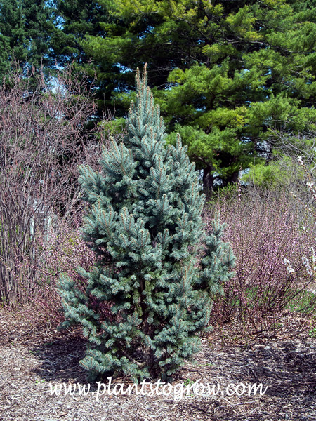 Blue Totem Pole Spruce (Picea pungens) | Plants To Grow Plants Database ...