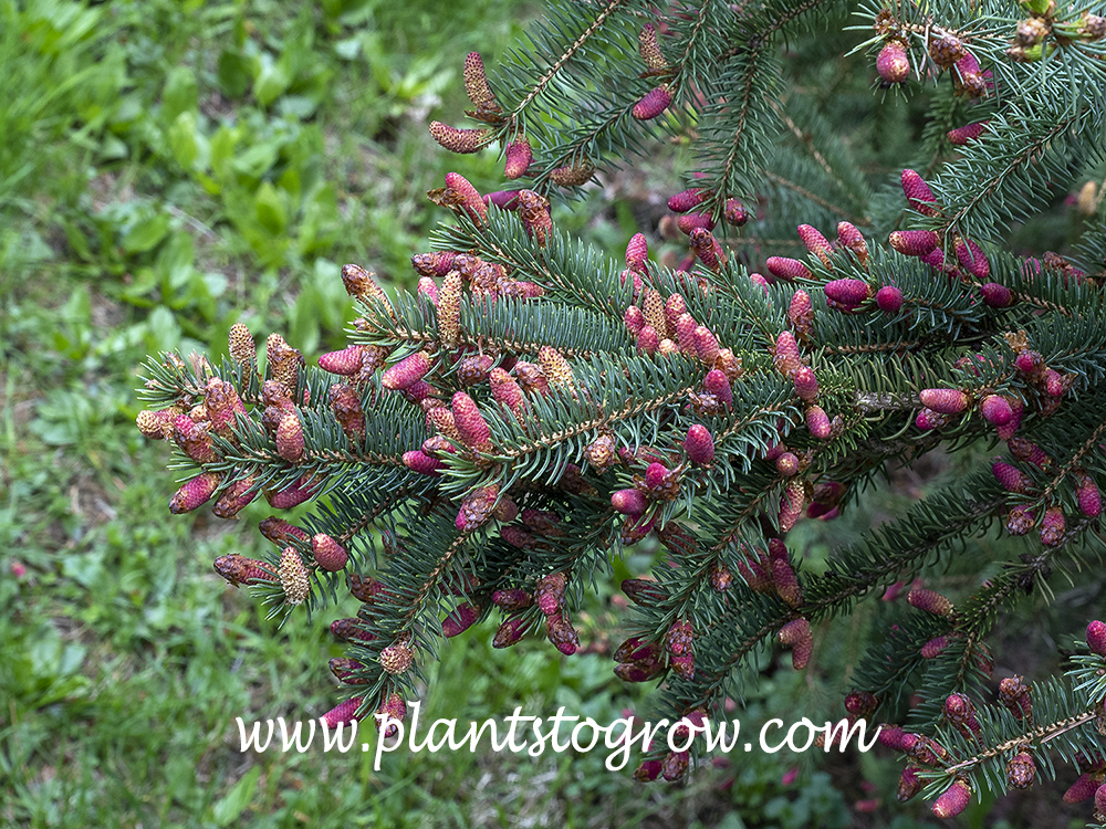 Wilsons Spruce (Picea wilsonia) | Plants To Grow Plants Database by ...