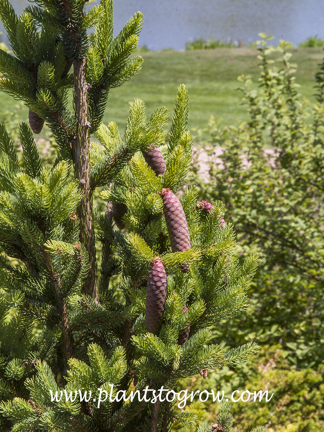 Columnar Norway Spruce (Picea abies Cupressina) | Plants To Grow Plants ...